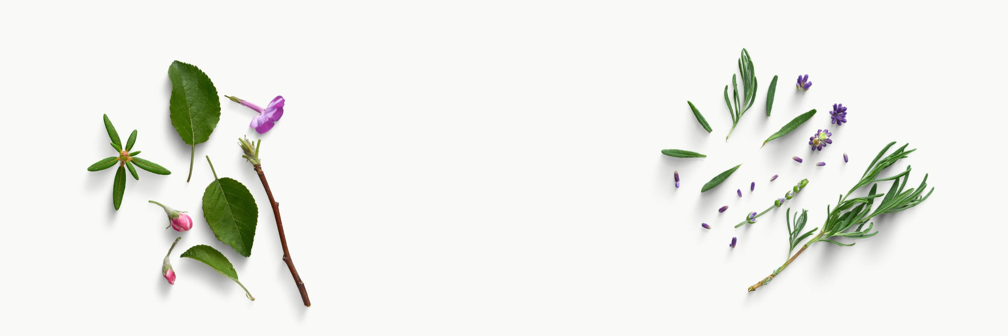 SOHUM Lavender Grass